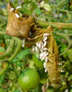 Tobacco hornworm with braconid wasp cocoons + – Maryland Grows
