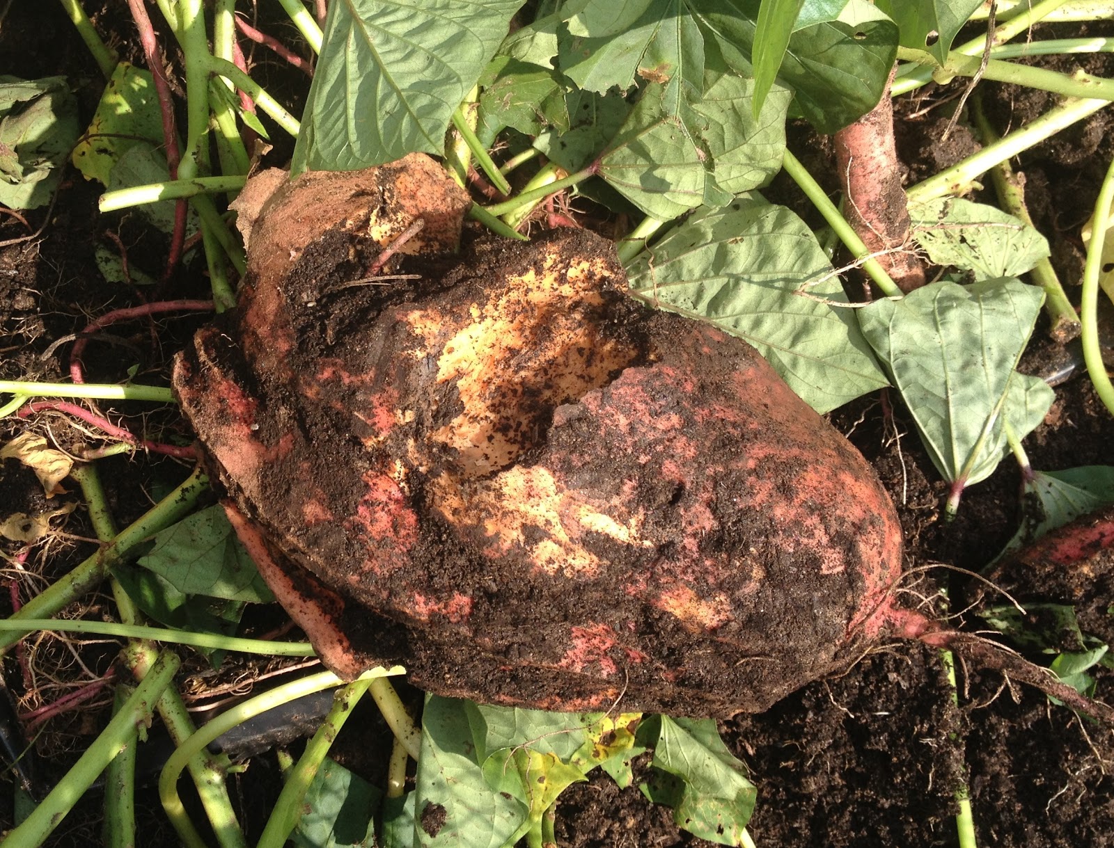 75c18-chewedsweetpotato – Maryland Grows