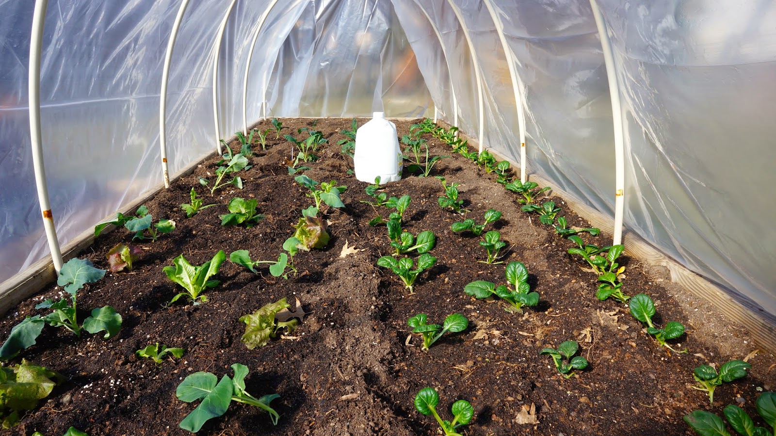 Low tunnels – Maryland Grows