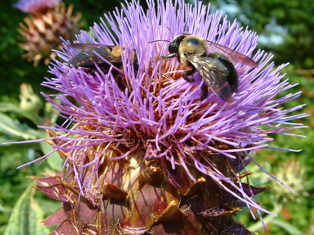 30c3b-cardoon-bees – Maryland Grows