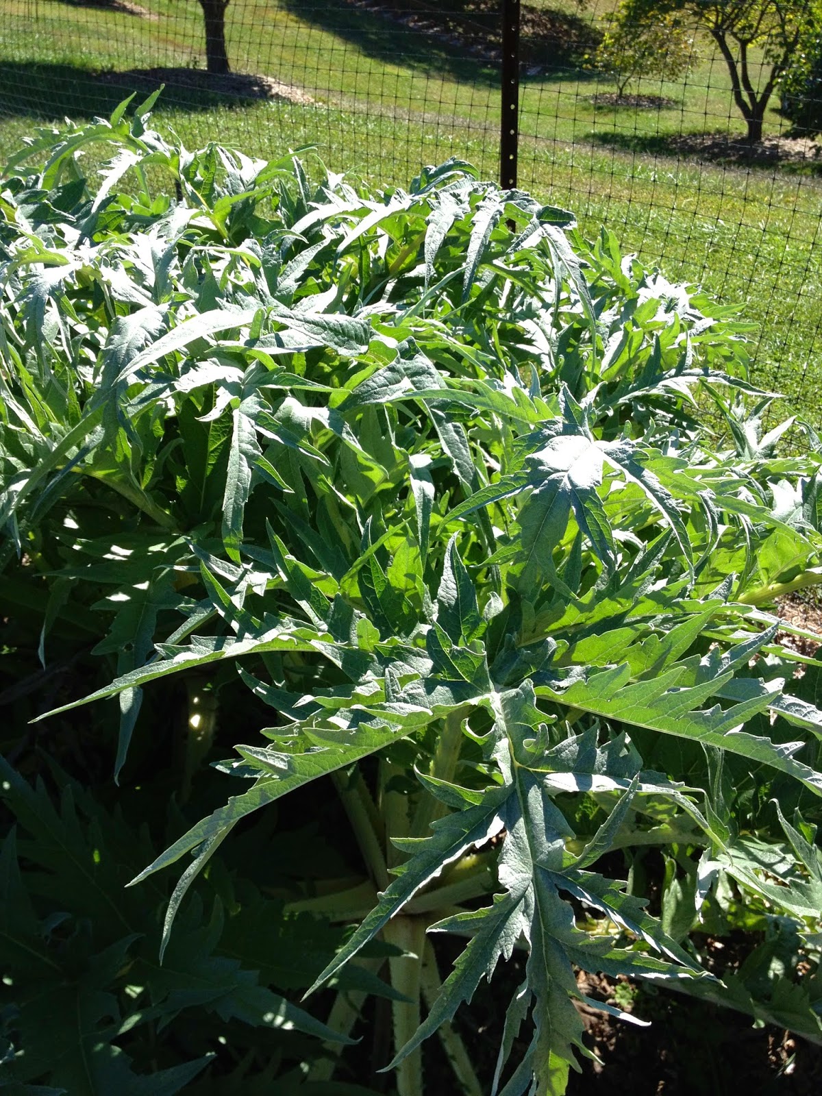 7a673-cardoon – Maryland Grows