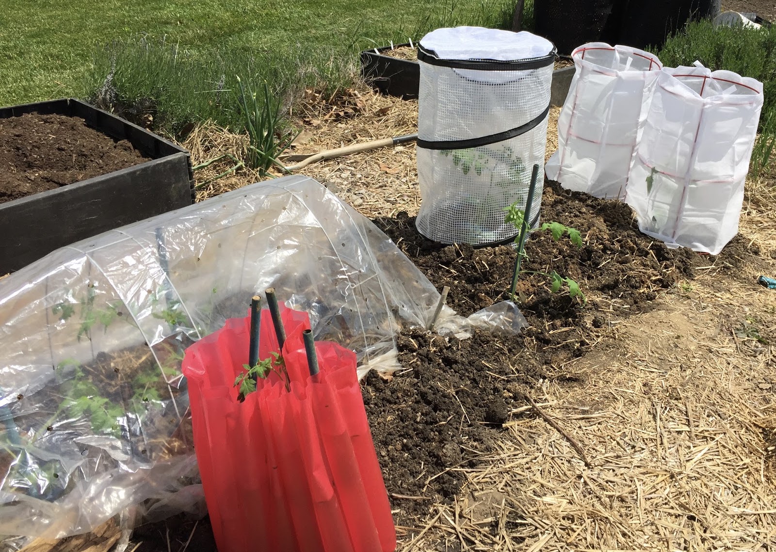 Protecting tomatoes against the cold – Maryland Grows