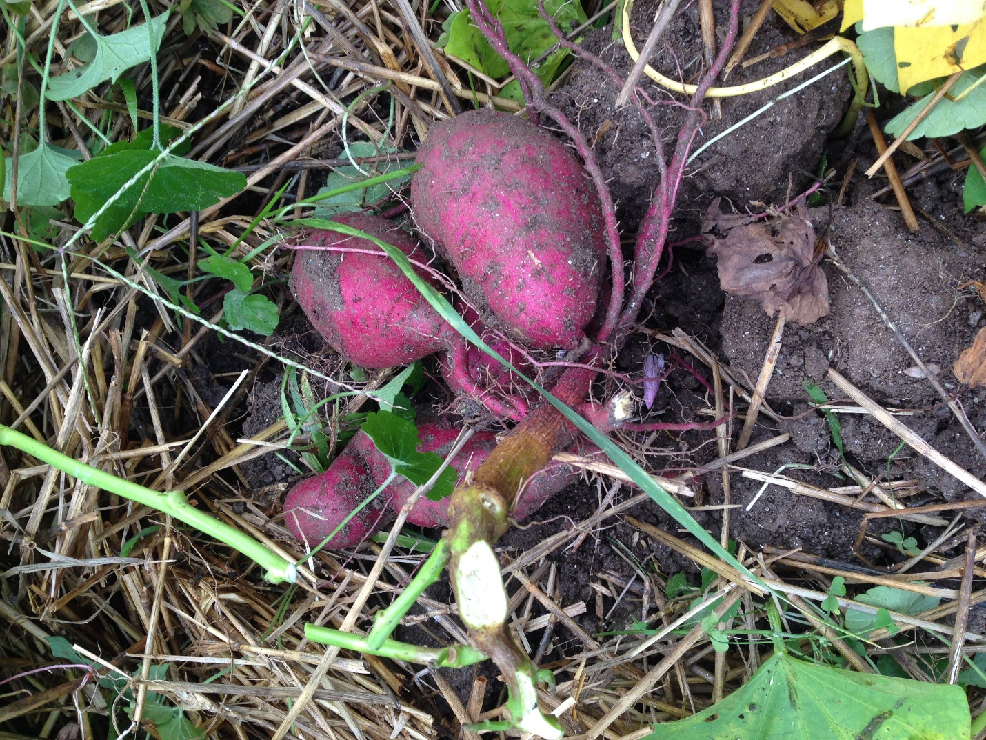 I Dig Sweet Potatoes! – Maryland Grows