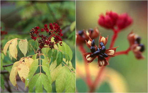 The Buzz About Bee-Bee Tree: A New Invader in Maryland – Maryland Grows