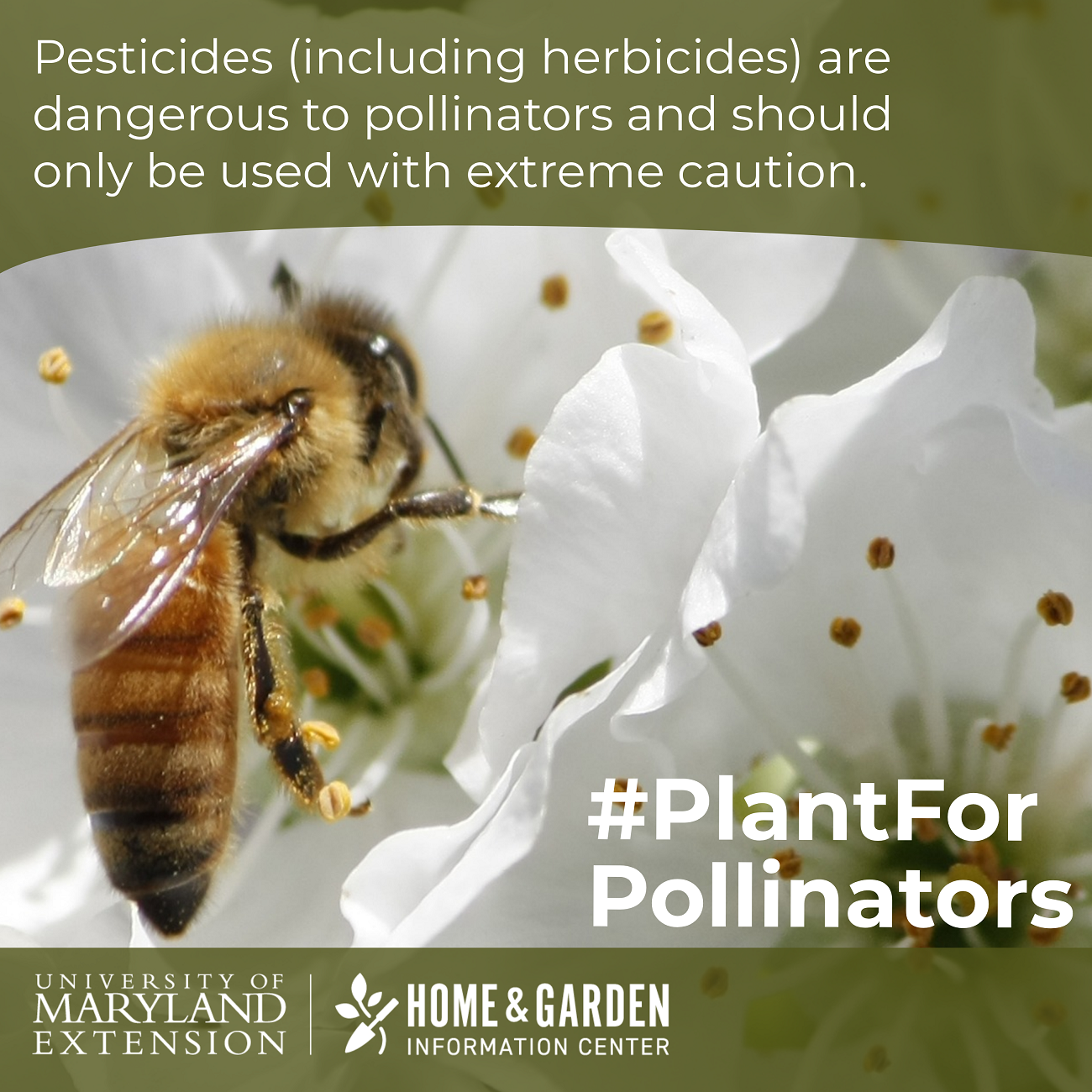 Plant for pollinators: 9 ways to attract and help pollinators in your ...
