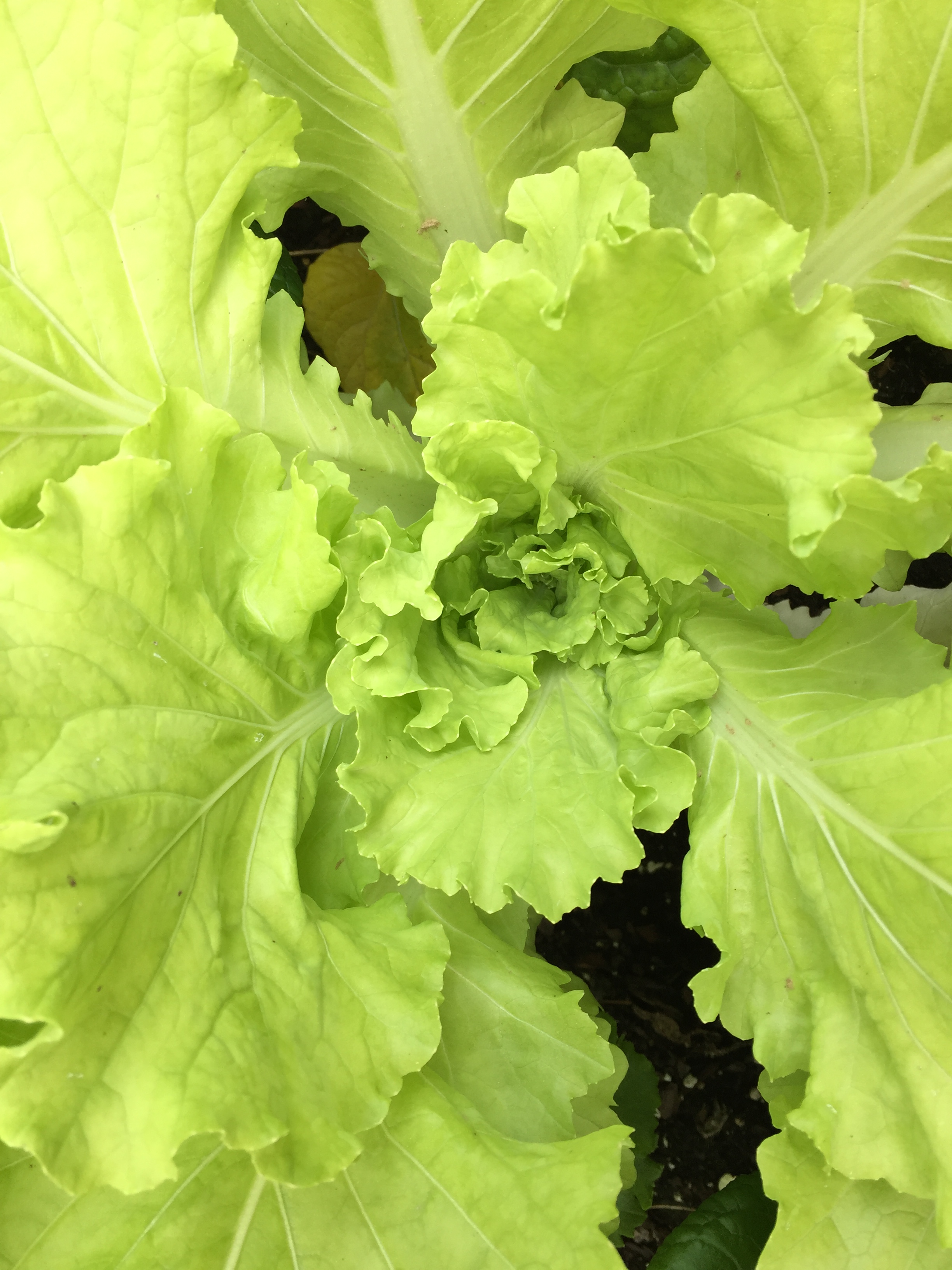 Tokyo Bekana Greens – Maryland Grows