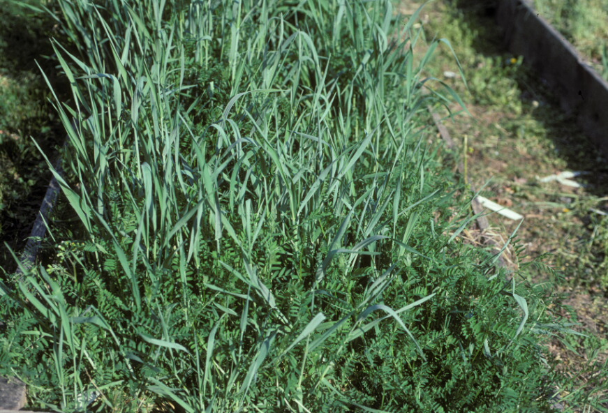 Beyond dead dirt: healthy soil is alive – Maryland Grows