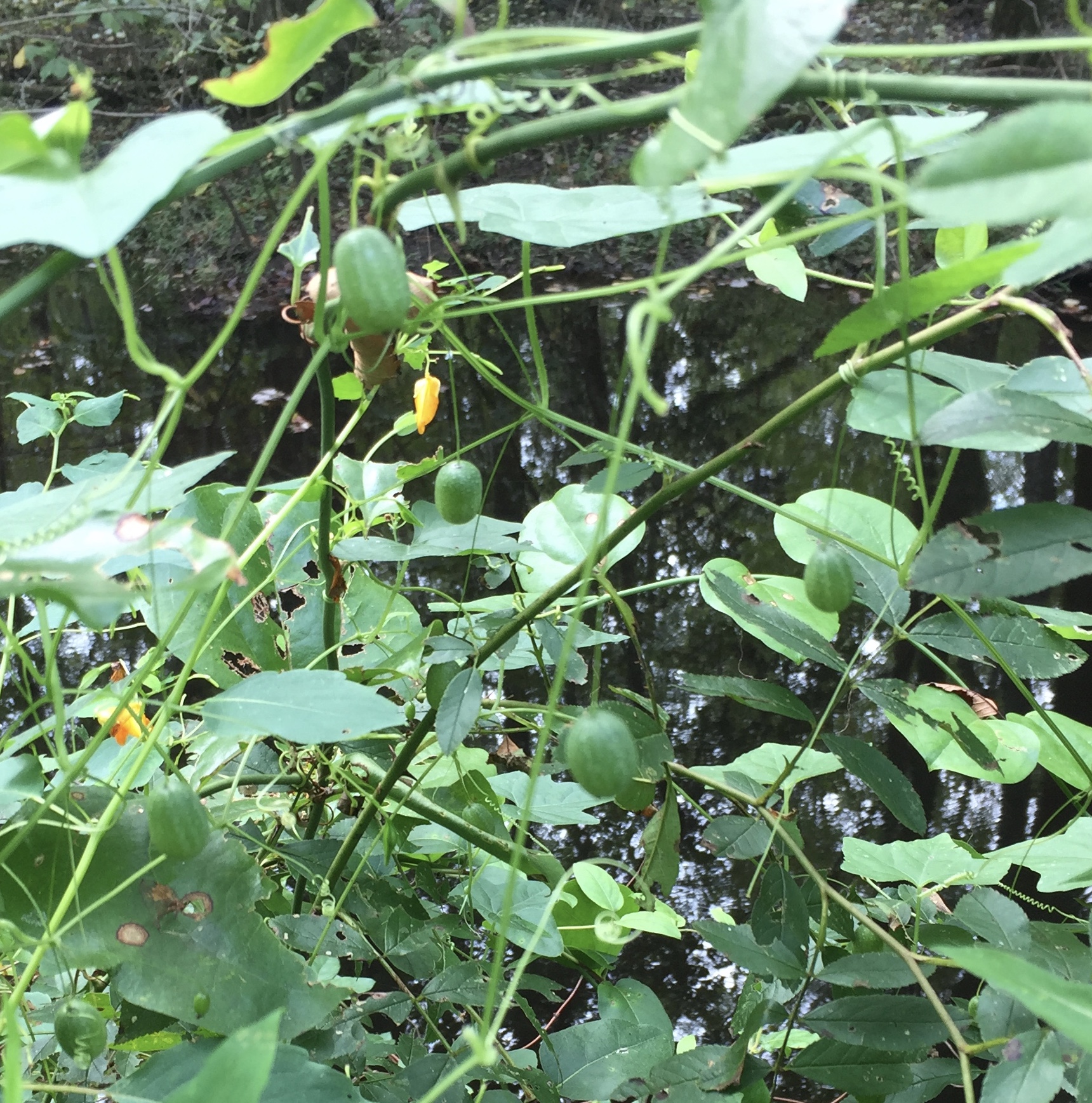 Indoor cucumbers, and wild cucumber relatives – Maryland Grows