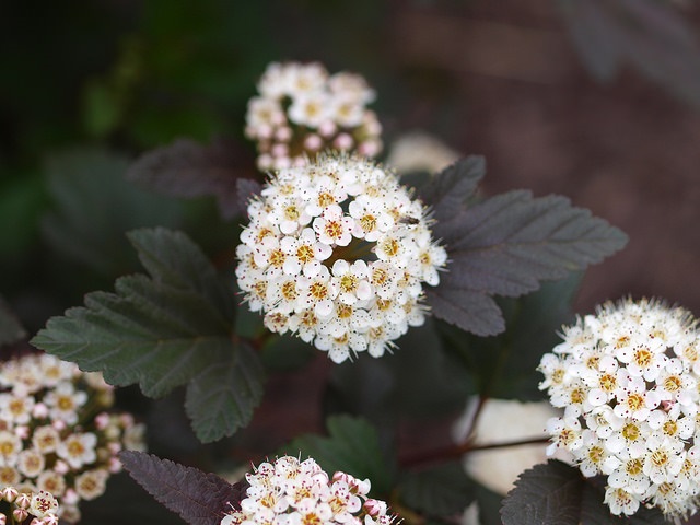 The nativar dilemma: The case of my purple ninebark & the leaf beetle ...
