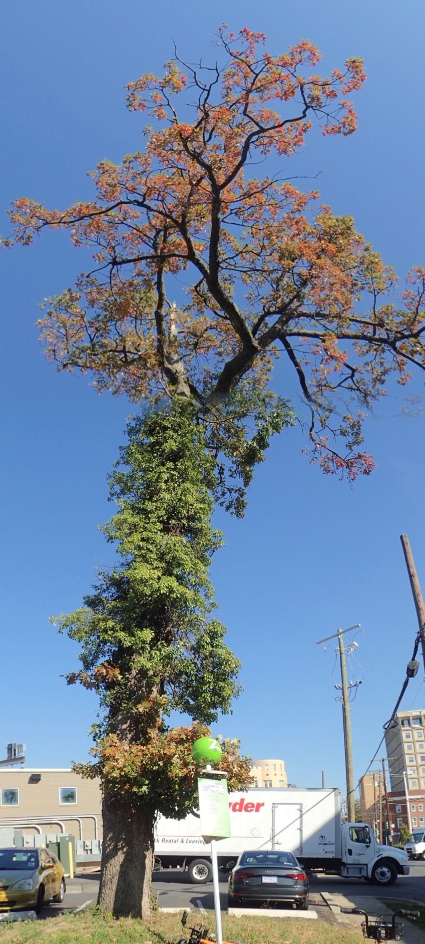 Post Oaks in the Big City – Maryland Grows