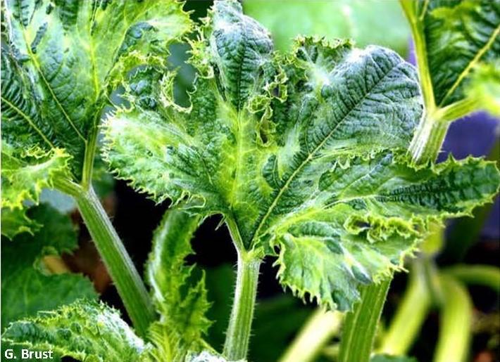 Resisting Mosaic Viruses in Cucurbits – Maryland Grows