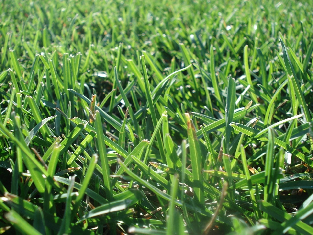 Spring Lawn Care Tips & Bay-Friendly Lawn Workshop – Maryland Grows
