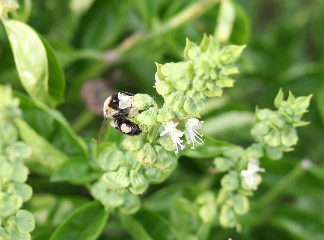 Pollinators and Food Gardens – Maryland Grows