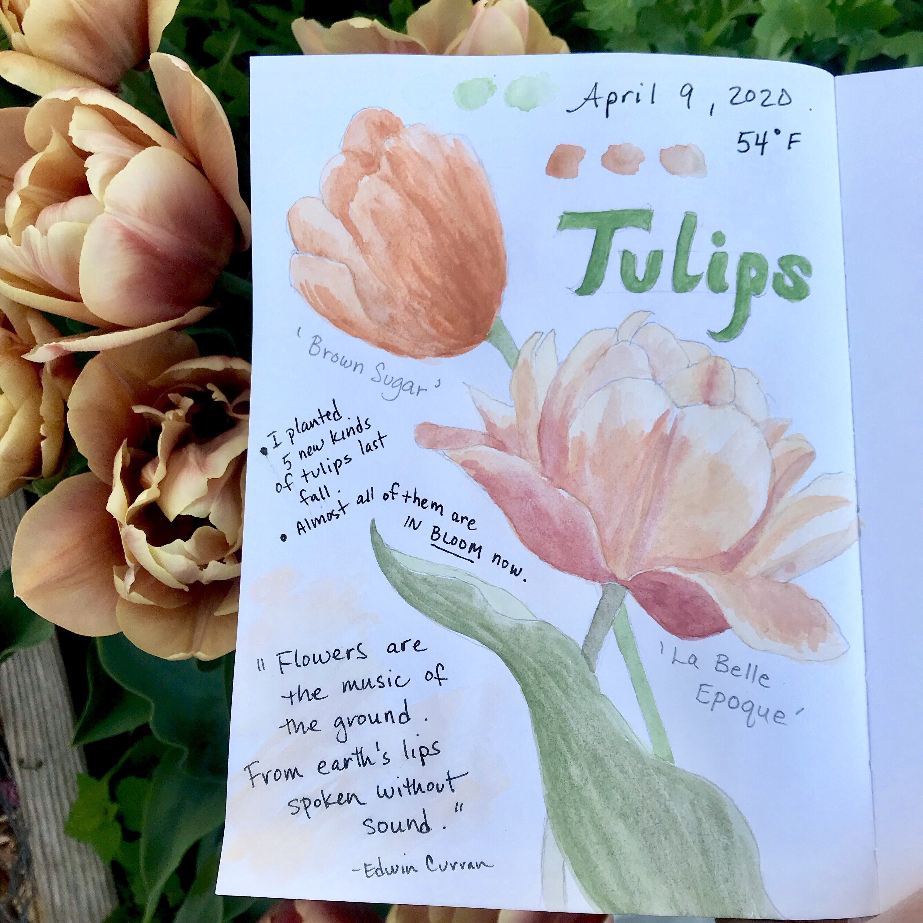 tulips – Maryland Grows