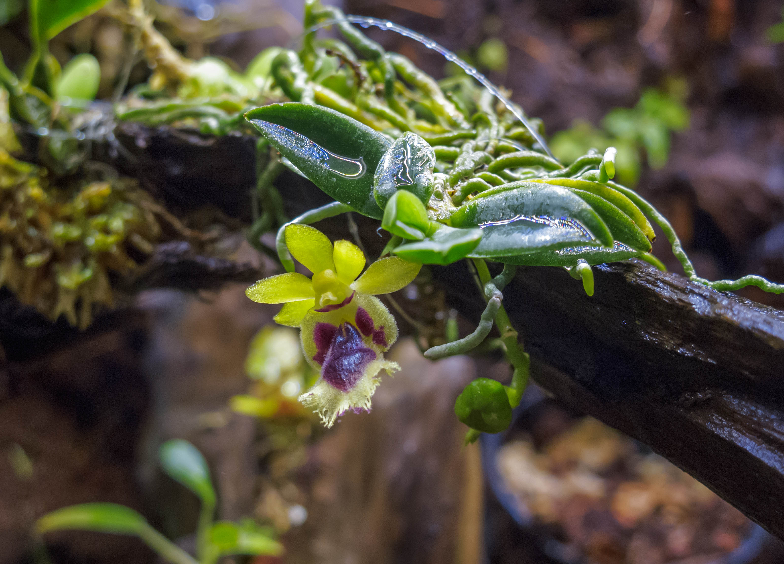 Miri Haraella odorata 7c – Maryland Grows