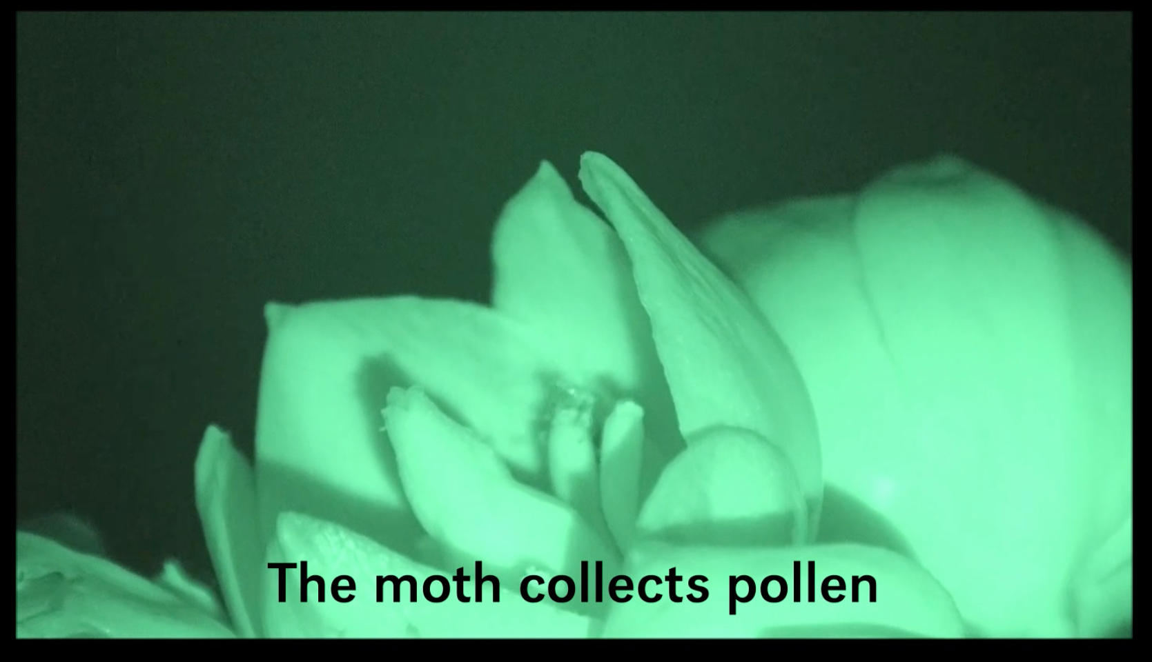 Why Do Pollinators Visit Flowers? Hint: It’s Not Just for Nectar and ...