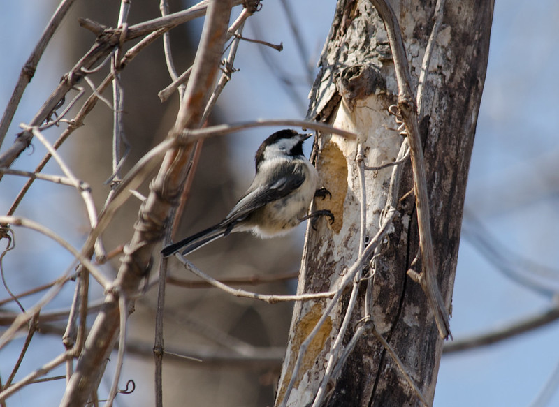 Dead Trees “Snag” Lofty Praise as Habitat – Maryland Grows