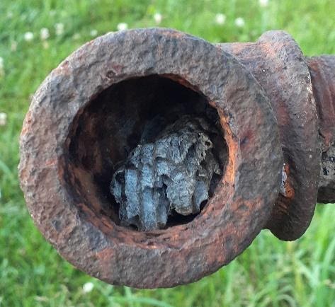 paper wasp nest in a pipe – Maryland Grows