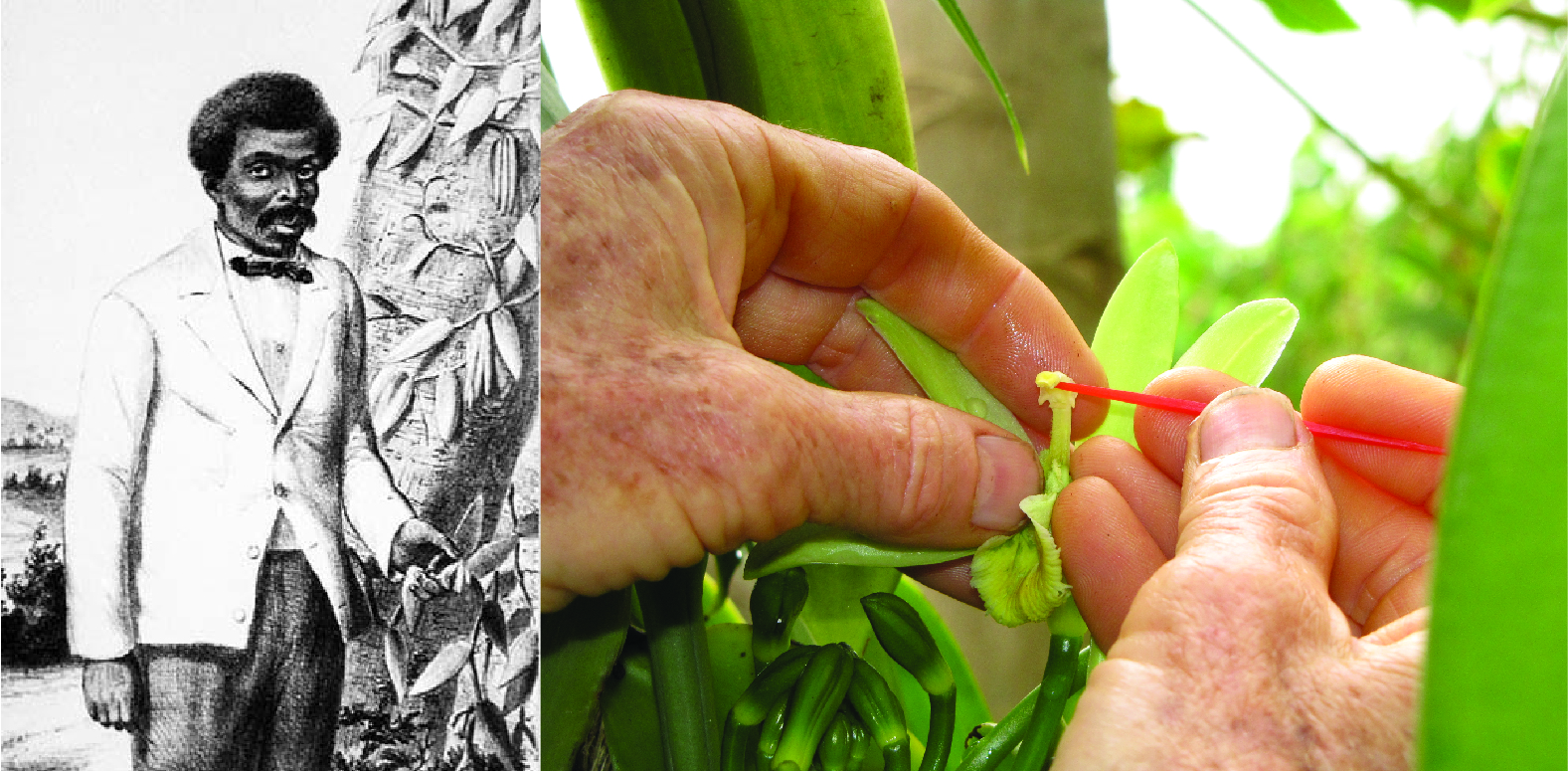 Vanilla and food: not plain when it comes to pollination – Maryland Grows