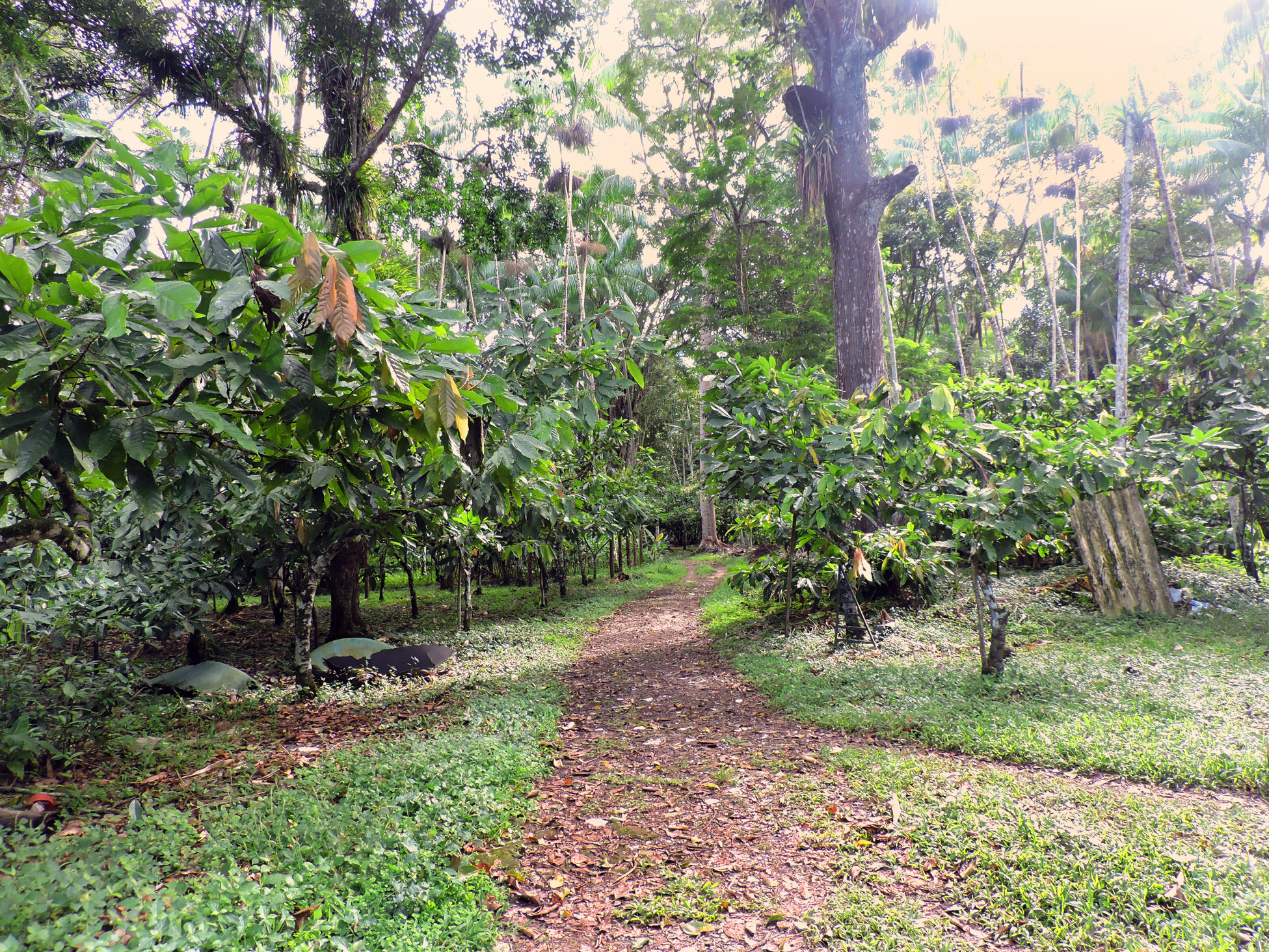 Hot cocoa, bugs, and forests – Maryland Grows