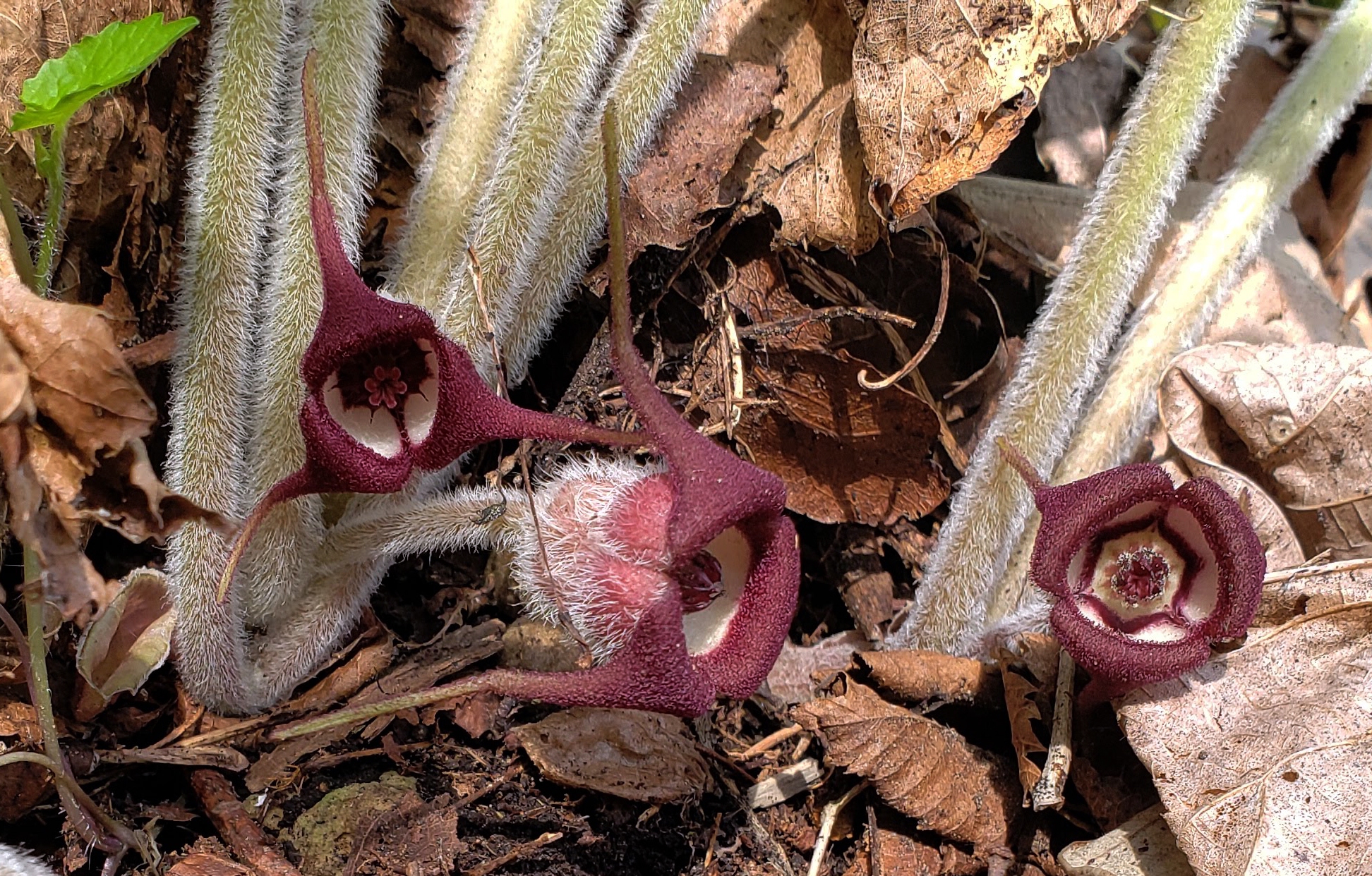 Figure2-wild-ginger-Aaroncarlson – Maryland Grows