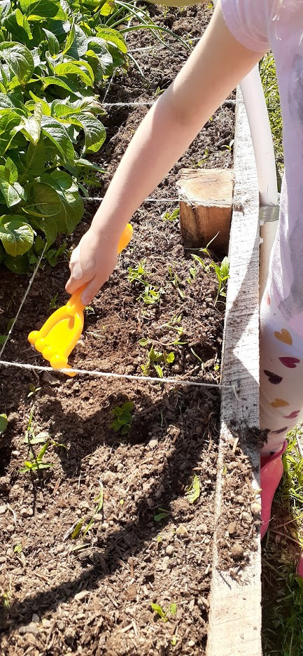 digging-out-weeds – Maryland Grows