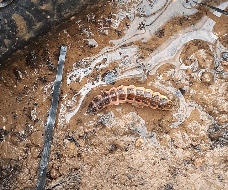 A larva with light: Can you guess what insect this is? – Maryland Grows