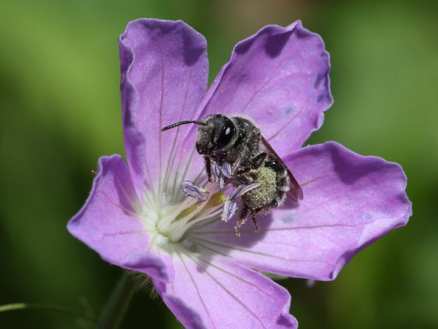 Planning your garden to support specialized pollinators – Maryland Grows