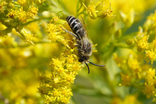 Planning your garden to support specialized pollinators – Maryland Grows