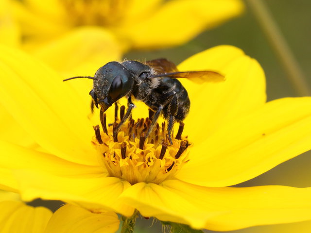 Planning your garden to support specialized pollinators – Maryland Grows