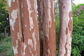 crape-myrtle-bark – Maryland Grows