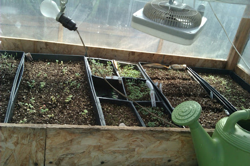 vegetable-seedlings-on-a-heat-mat – Maryland Grows