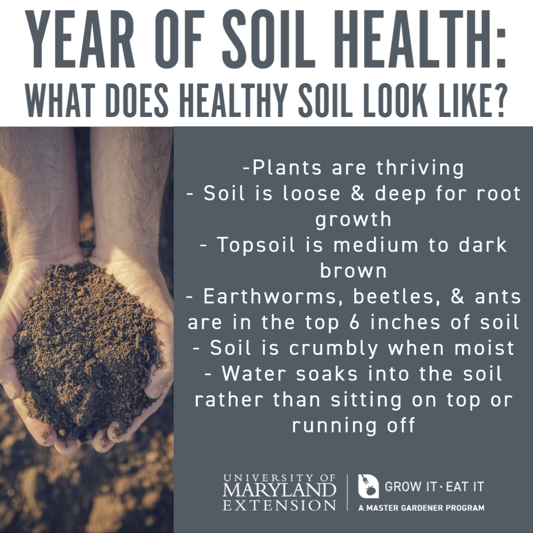 Soil temperature and why it matters – Maryland Grows
