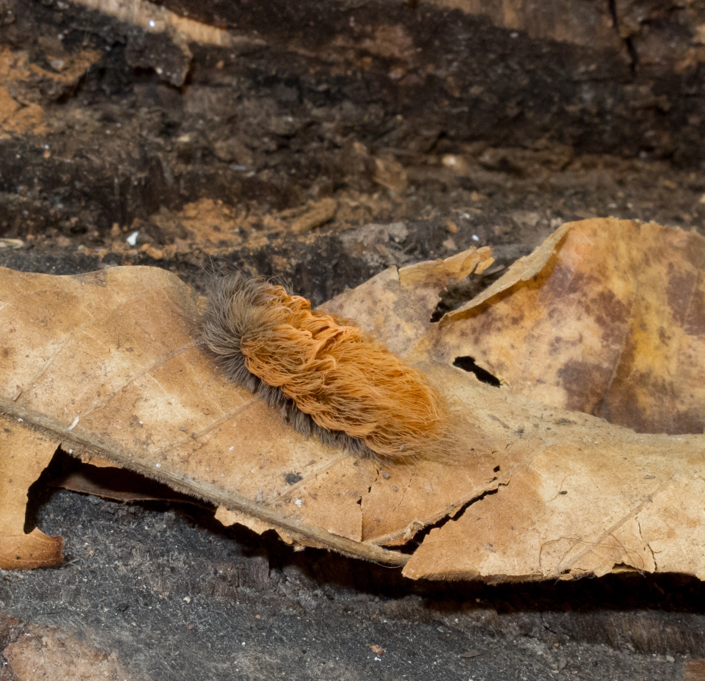 Flannel Moth – Maryland Grows