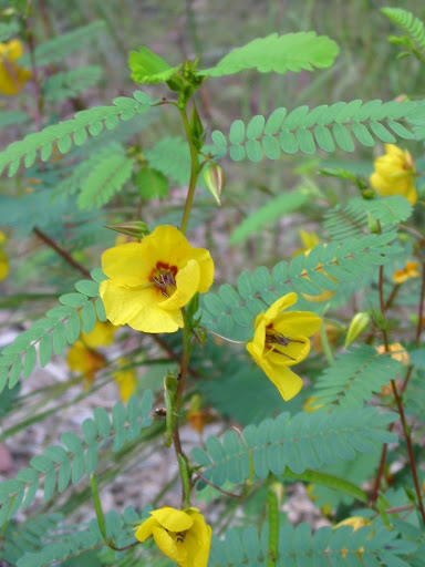 What is so special about legumes? – Maryland Grows