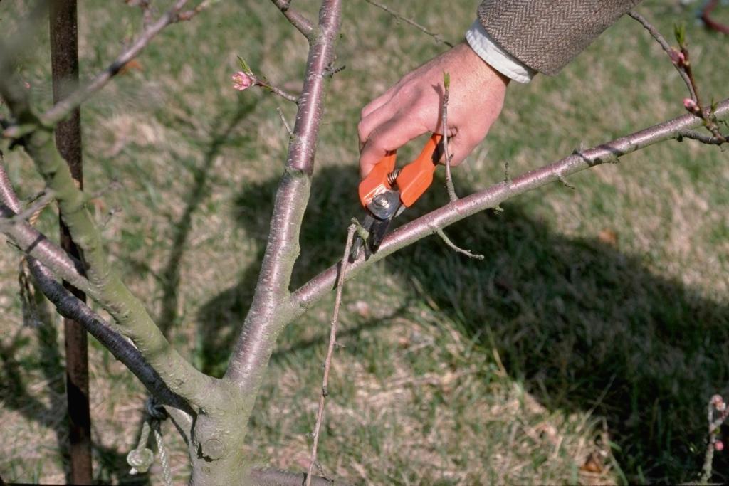Pruning 101: The basics for success – Maryland Grows
