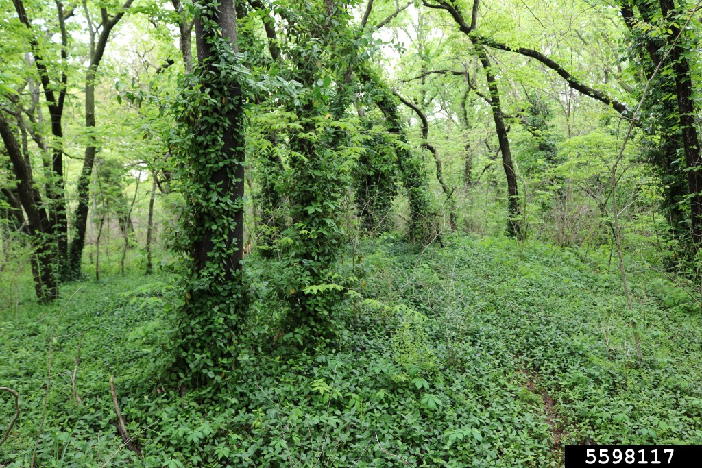 Look out for wintercreeper – Maryland Grows