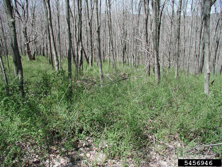 Invasive Shrubs With Red Berries to Avoid – Maryland Grows