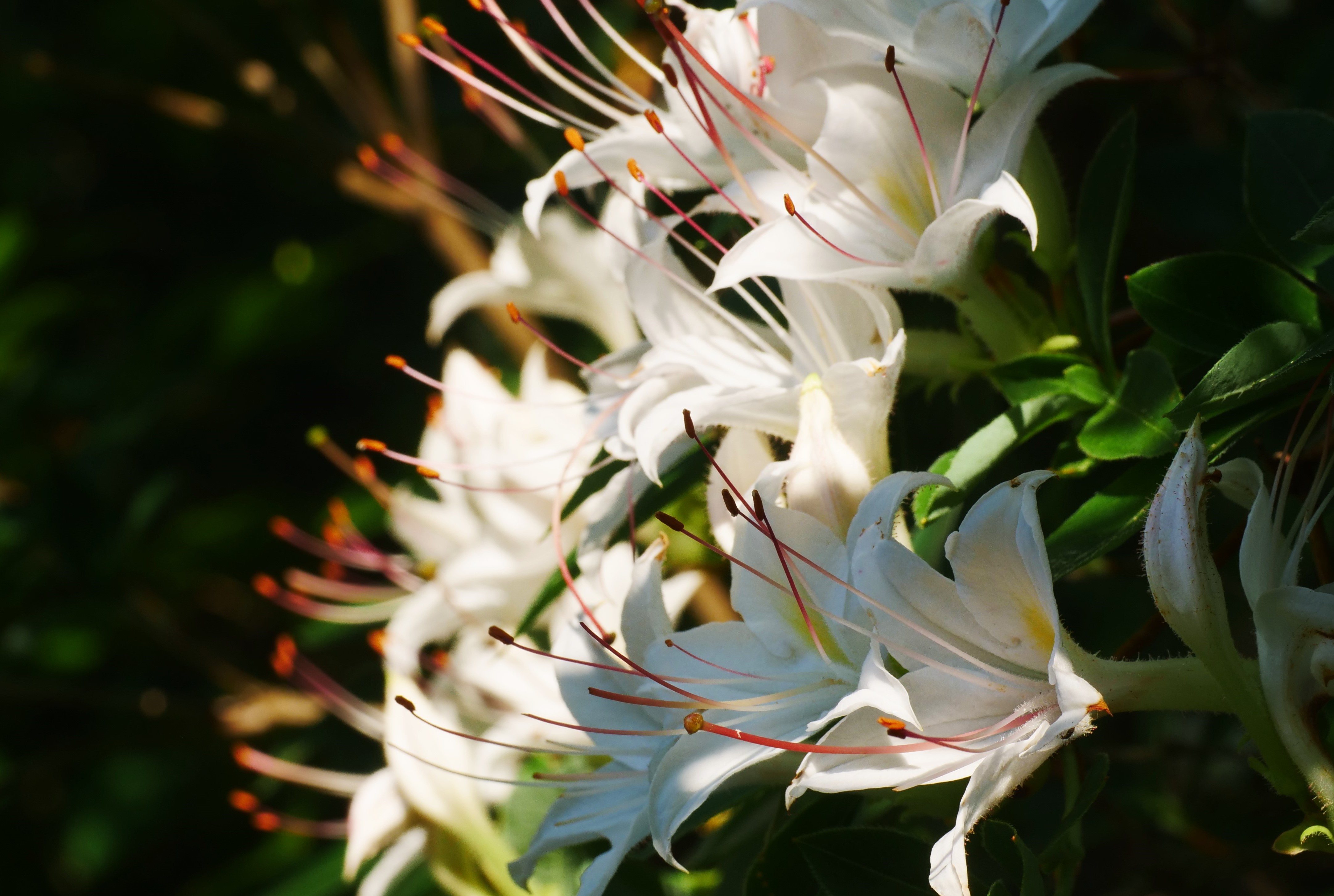 Azaleas and Home Gardens – Maryland Grows