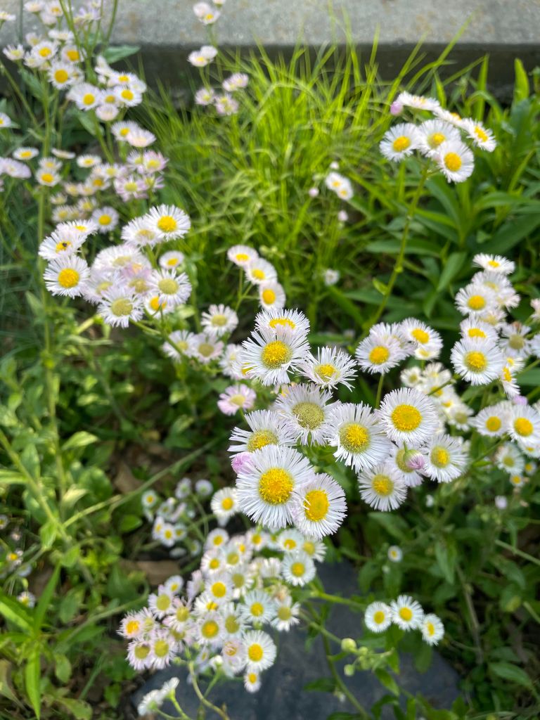 Q&A: Pros and Cons of the No-Mow May Movement – Maryland Grows