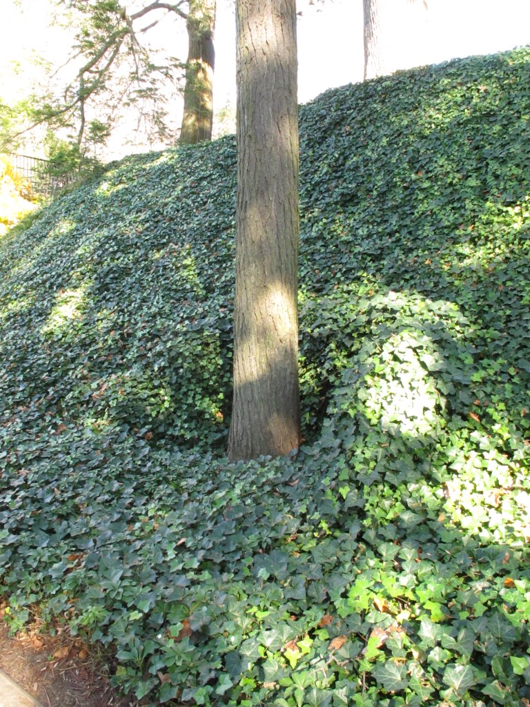 Select Ground Covers for Your Landscape Carefully – Maryland Grows