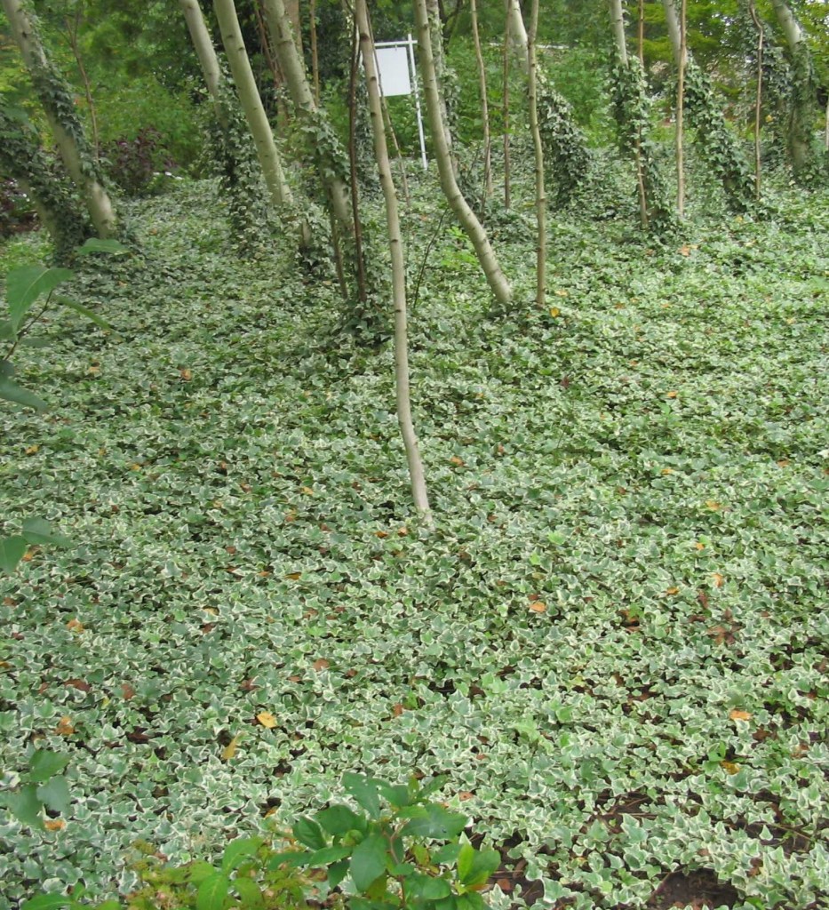 Select Ground Covers for Your Landscape Carefully – Maryland Grows