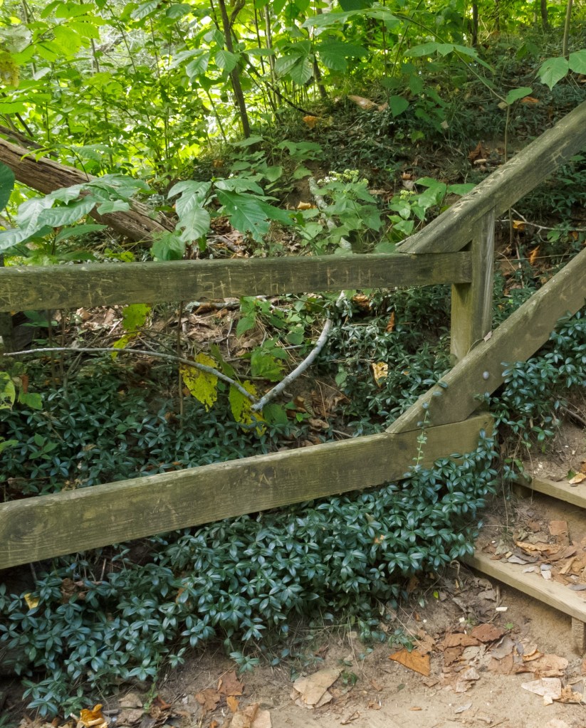 Select Ground Covers for Your Landscape Carefully – Maryland Grows