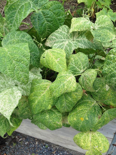 beans-with-stippling-injury – Maryland Grows