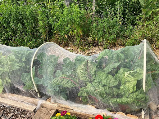 insect-netting – Maryland Grows