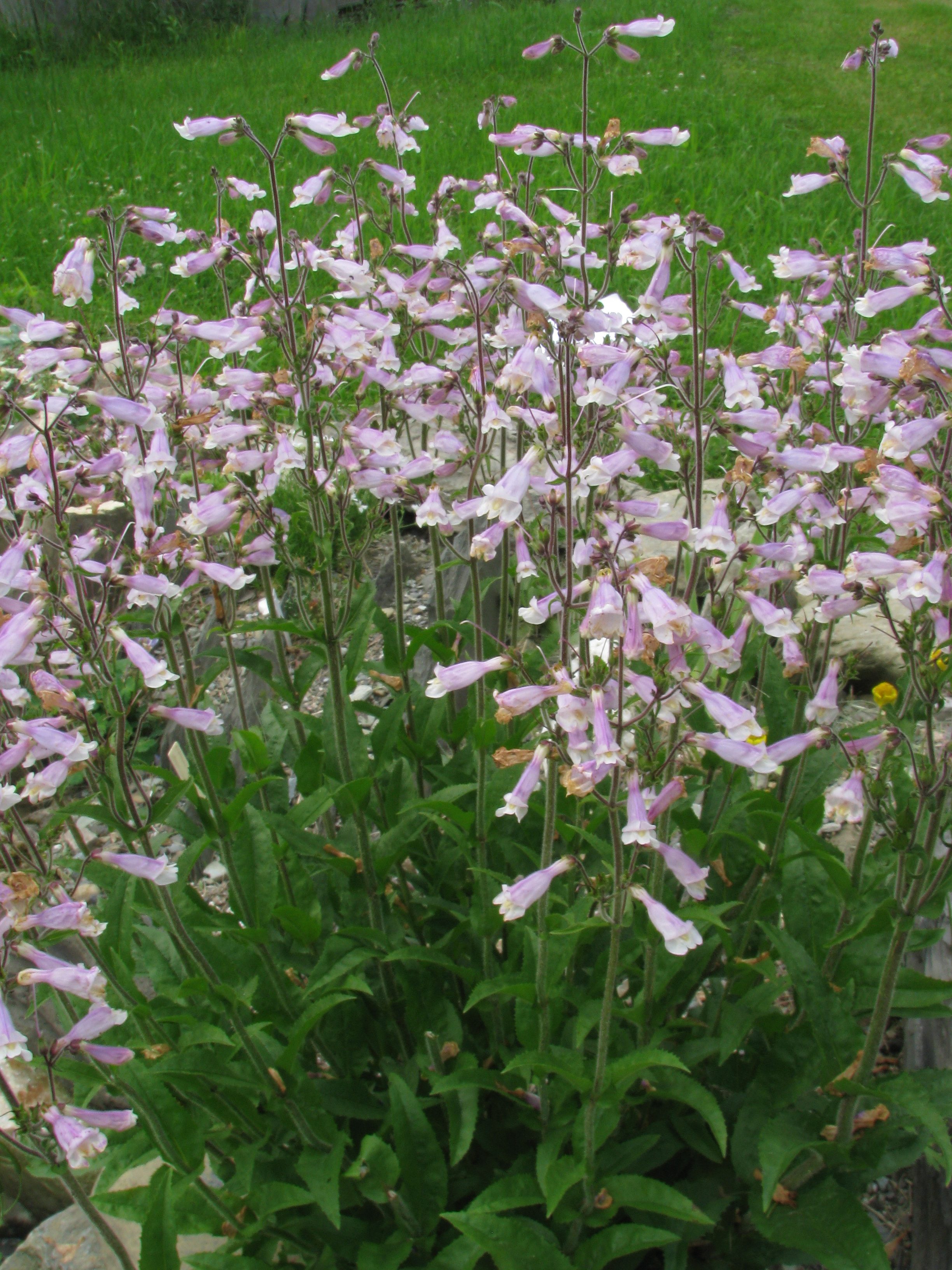 Penstemon_KWoods – Maryland Grows