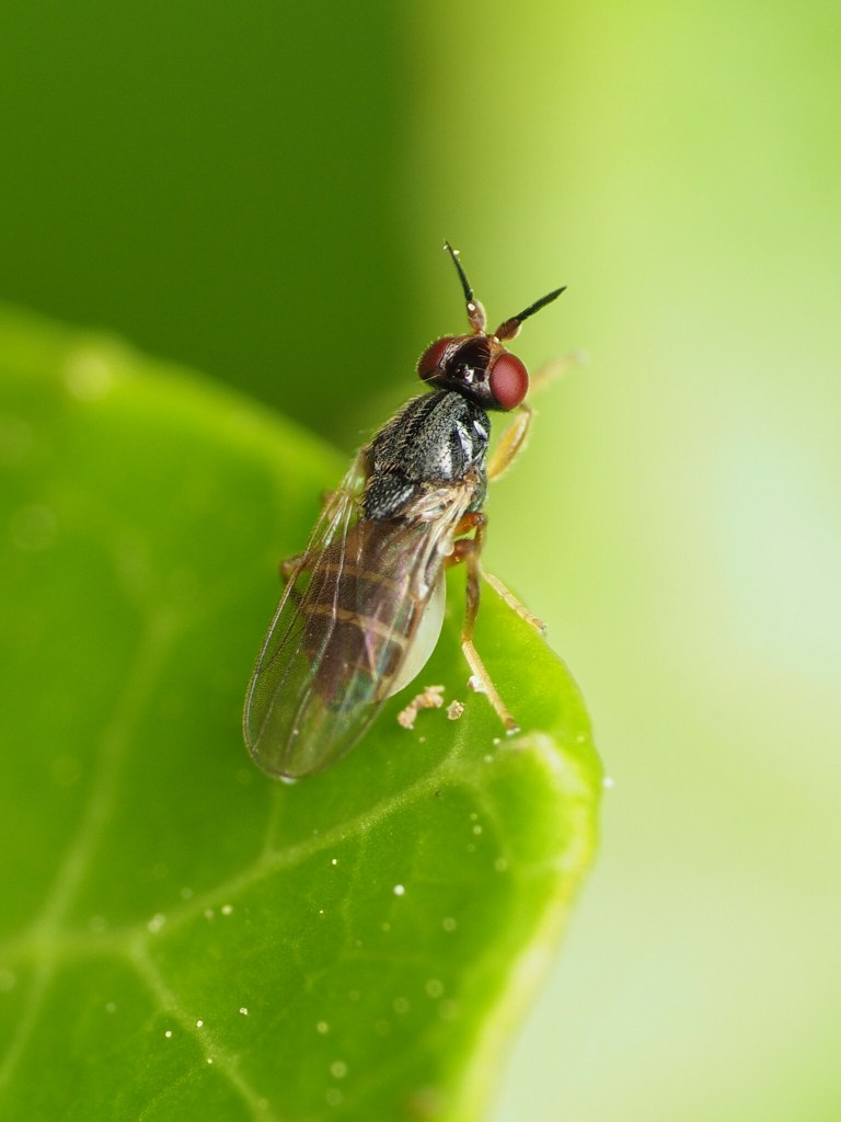 How Are Aquatic Plants Pollinated? – Maryland Grows