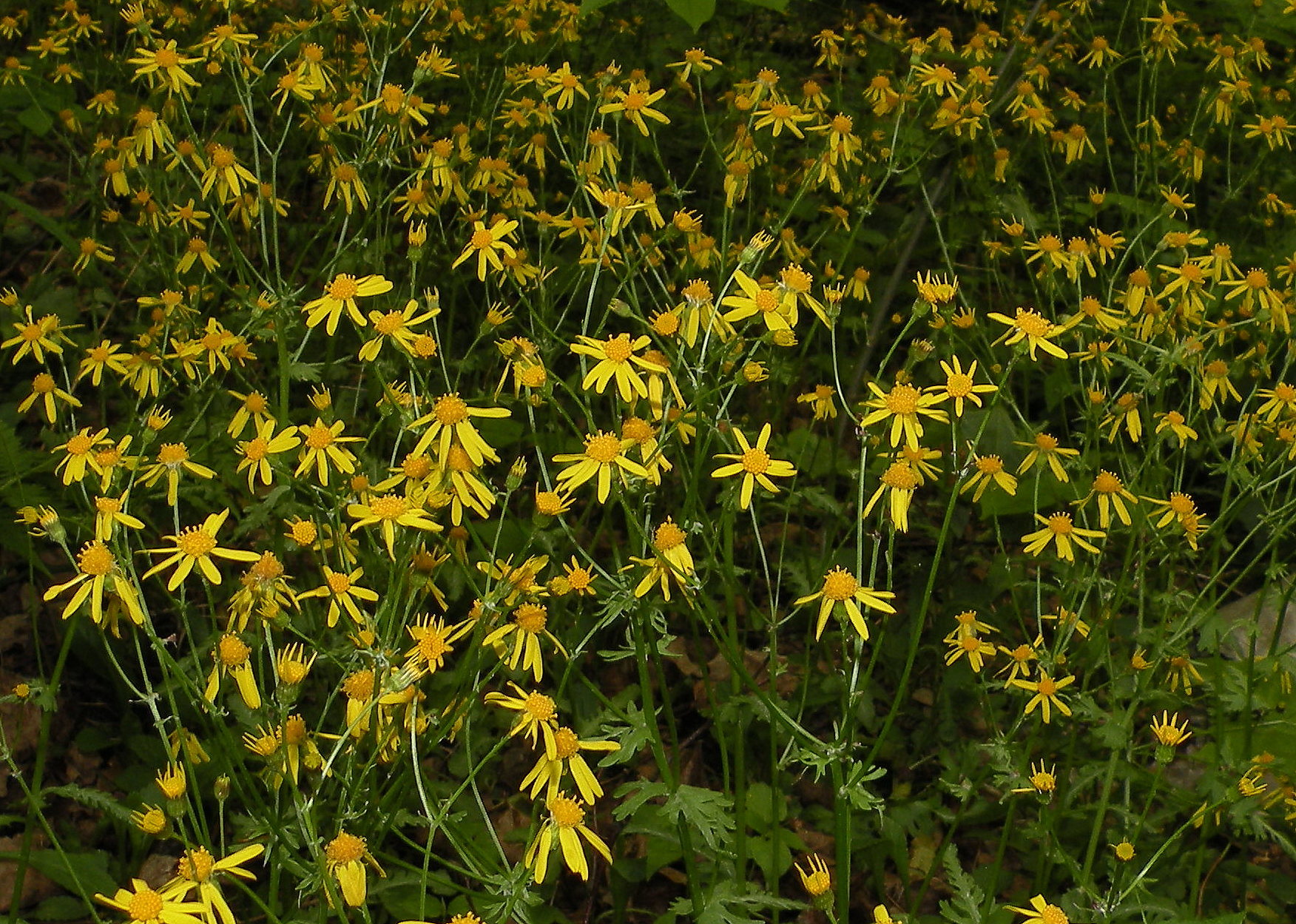 Packera aurea (golden groundsel, golden ragwort), Mt Greylock, Adams ...