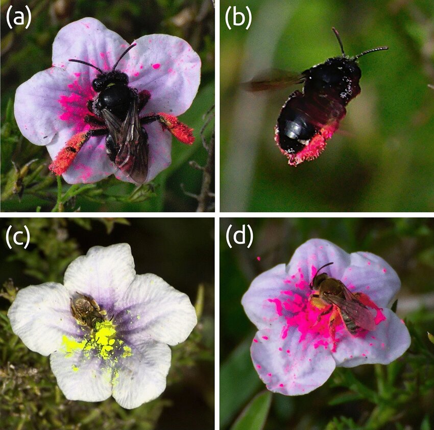 Native-bees-visiting-the-flowers-of-N-linariifolia-treated-with ...