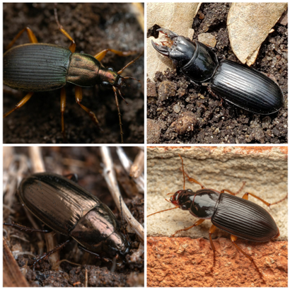 common_ground_beetles – Maryland Grows